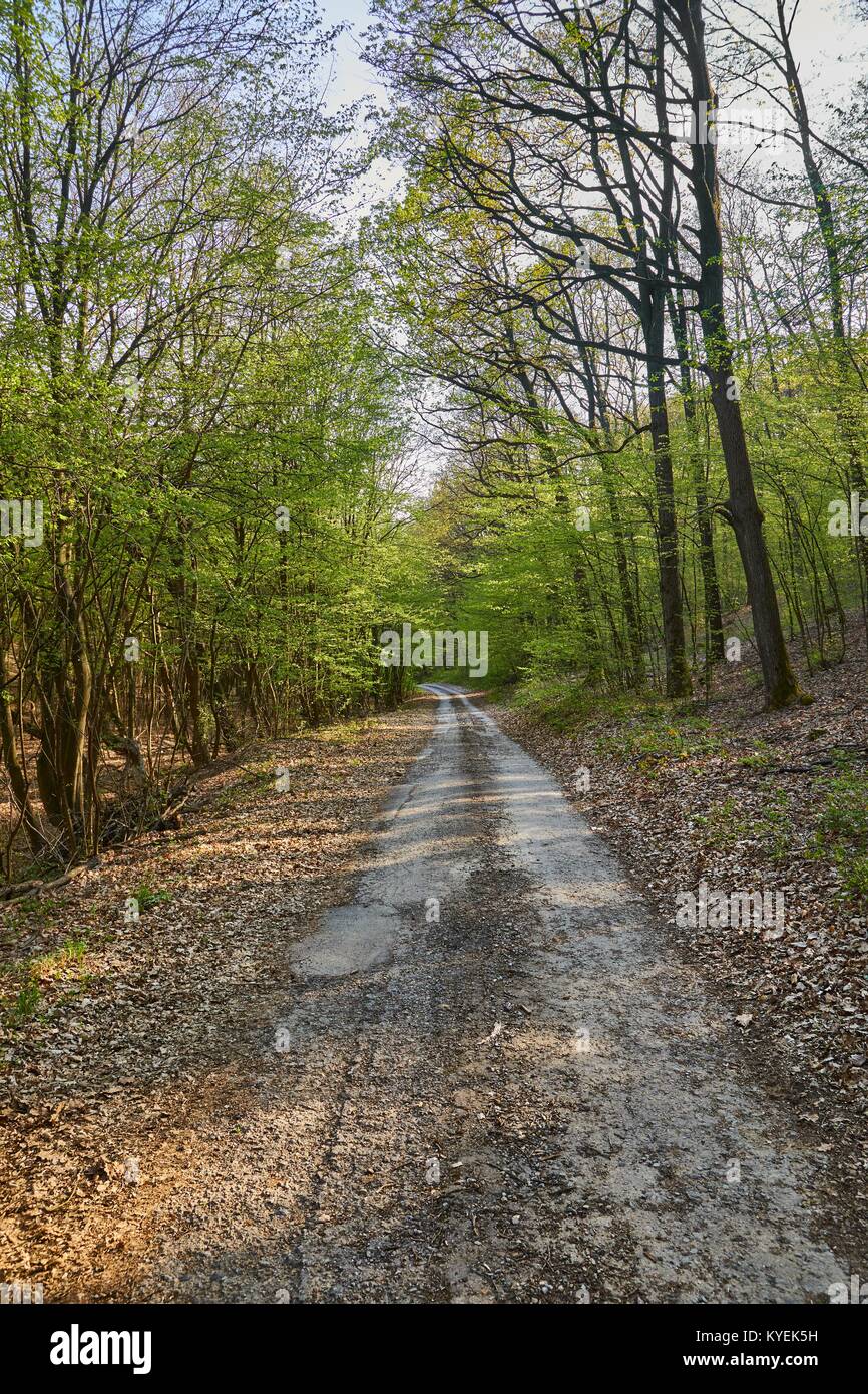 Forest walking route Stock Photo - Alamy