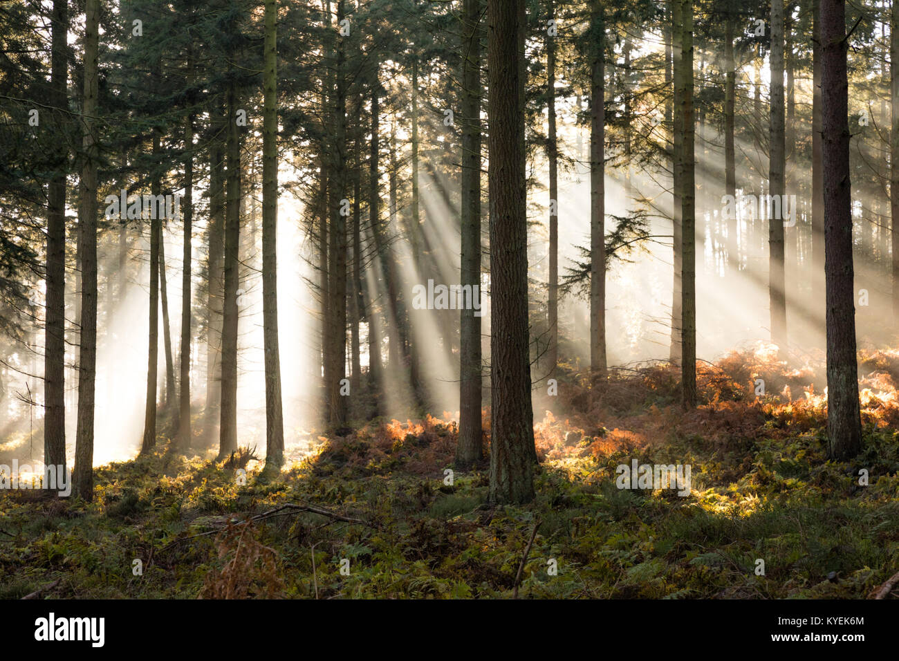 Sunlight through mist in a Lake District Forest Stock Photo - Alamy