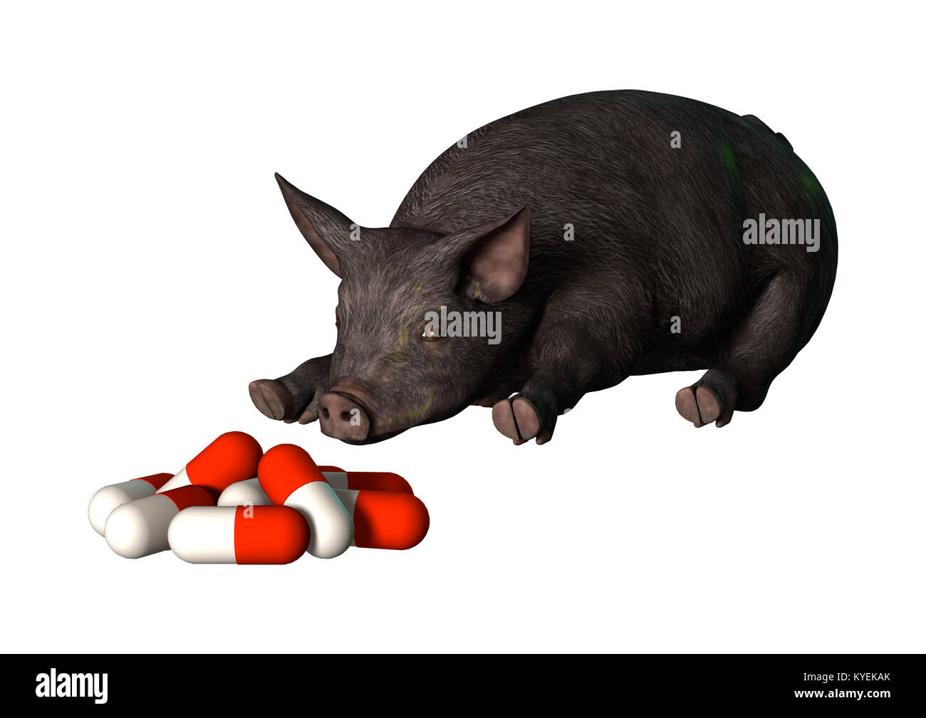 3D rendering of a dark pig looking at pills isolated on white ...