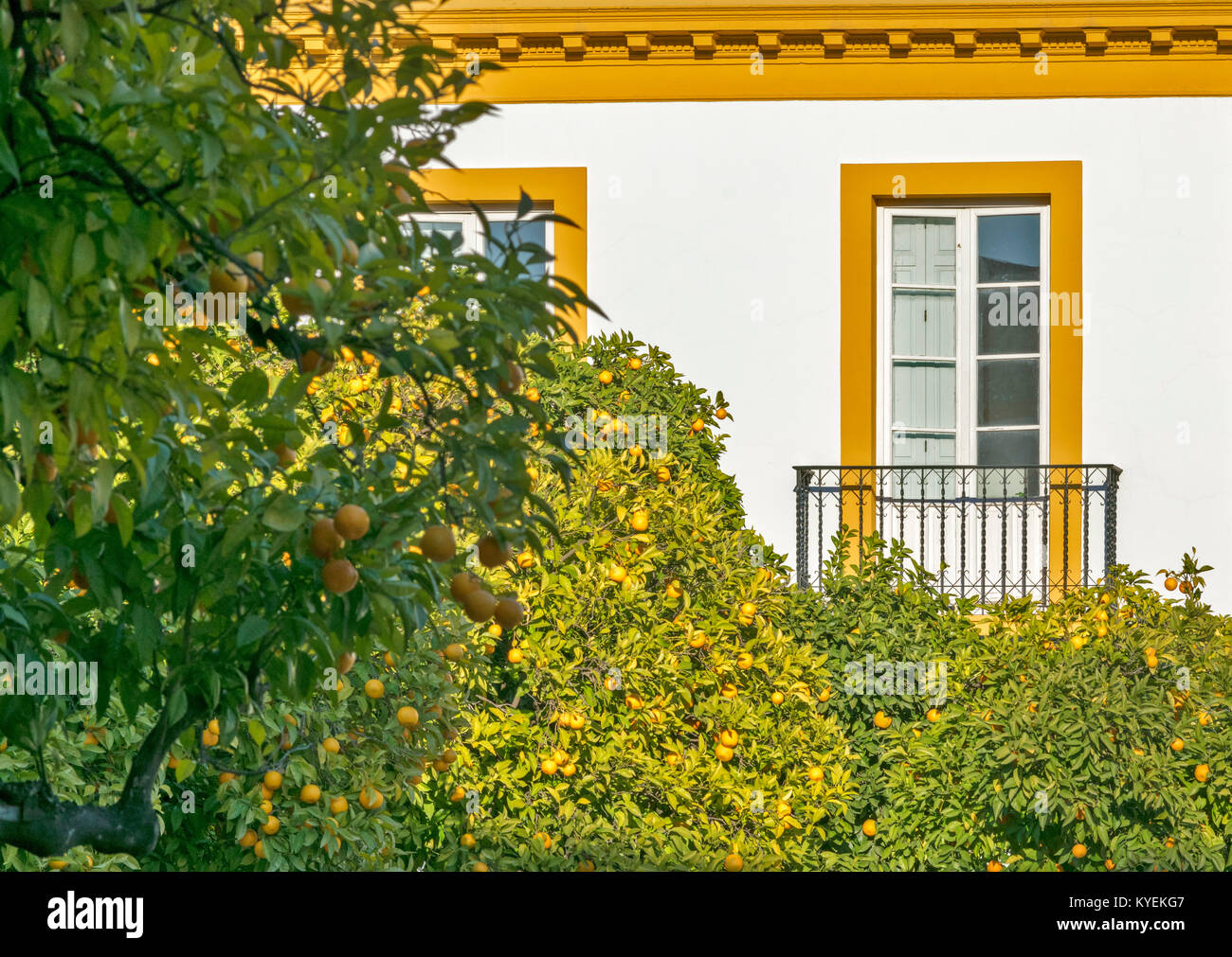 SEVILLE SPAIN SPANISH WINDOWS SURROUNDED BY TREES LADEN WITH ORANGES ...