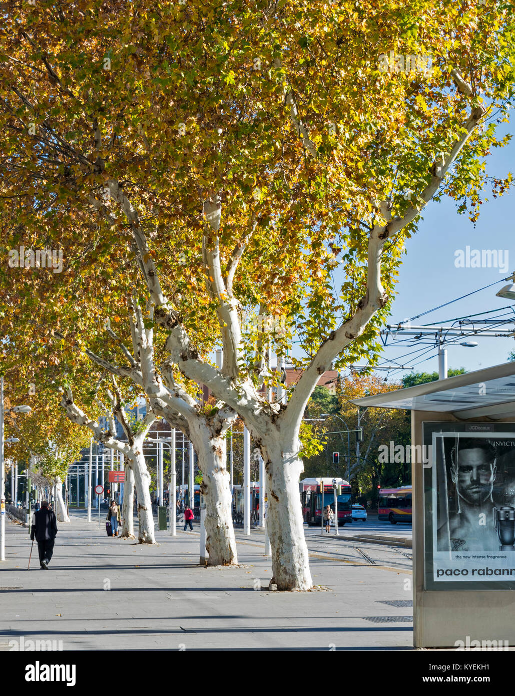 SEVILLE SPAIN TREES WITH WHITE TRUNKS AND AUTUMNAL LEAVES LINE A ROAD ...