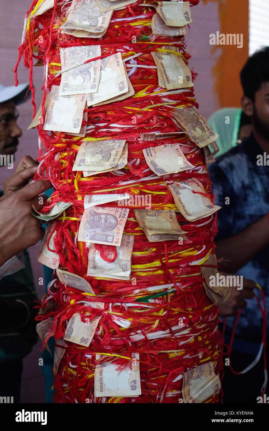 A young man tying red colored holy thread on trunk of tree in temple ...