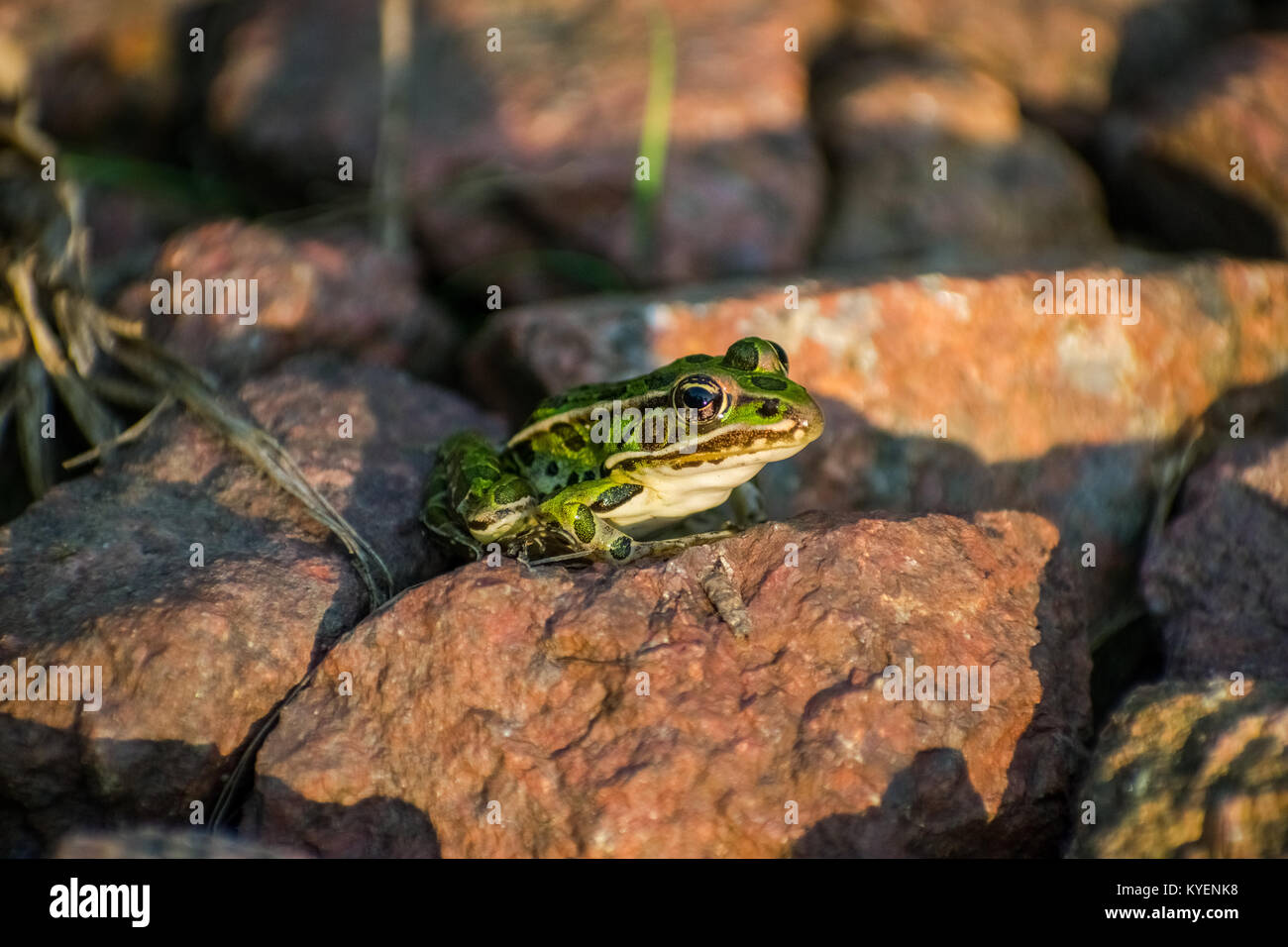 green frog on rock Stock Photo - Alamy