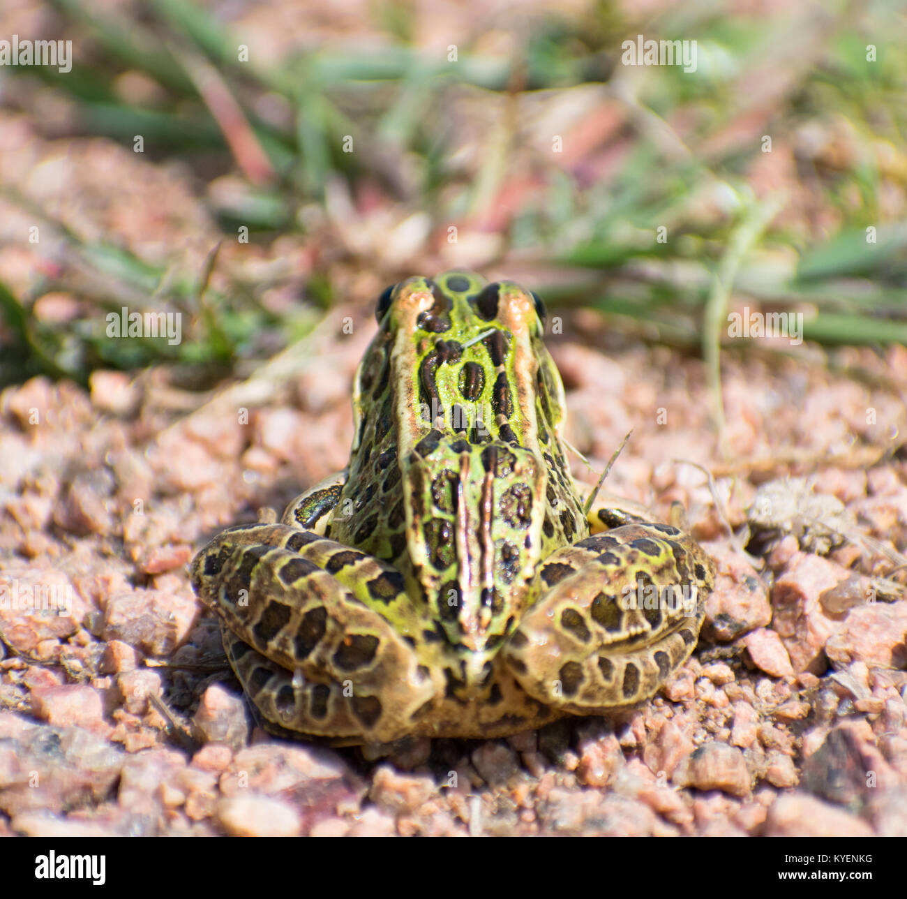 back of a frog on gravel Stock Photo - Alamy