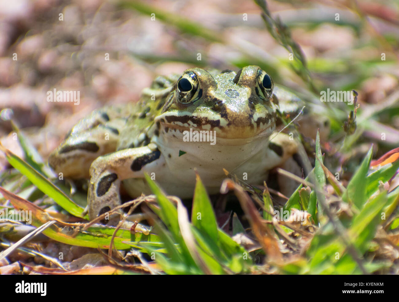 Green Frog Close-Up Stock Photo - Alamy