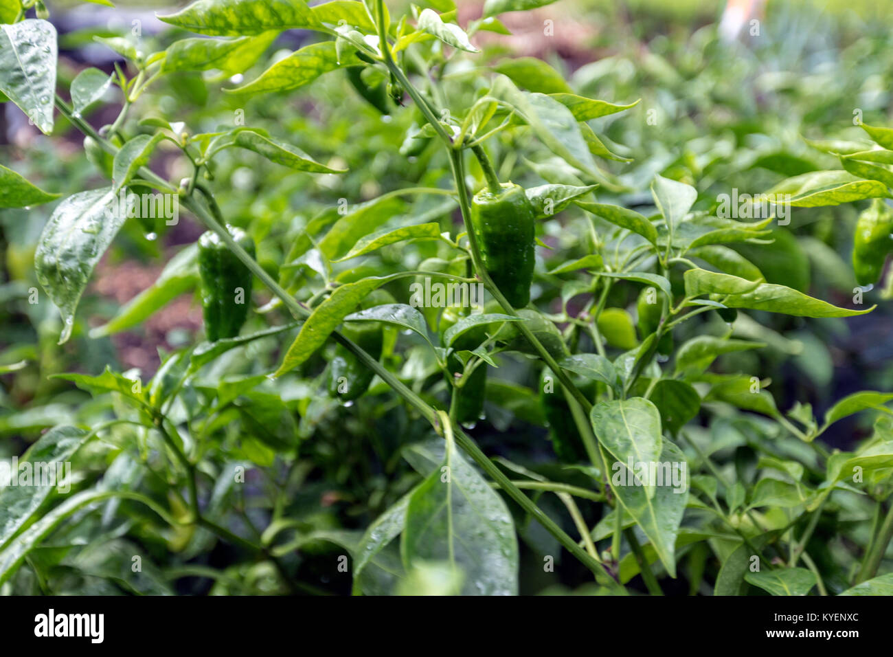 Padrón peppers galicia hi-res stock photography and images - Alamy