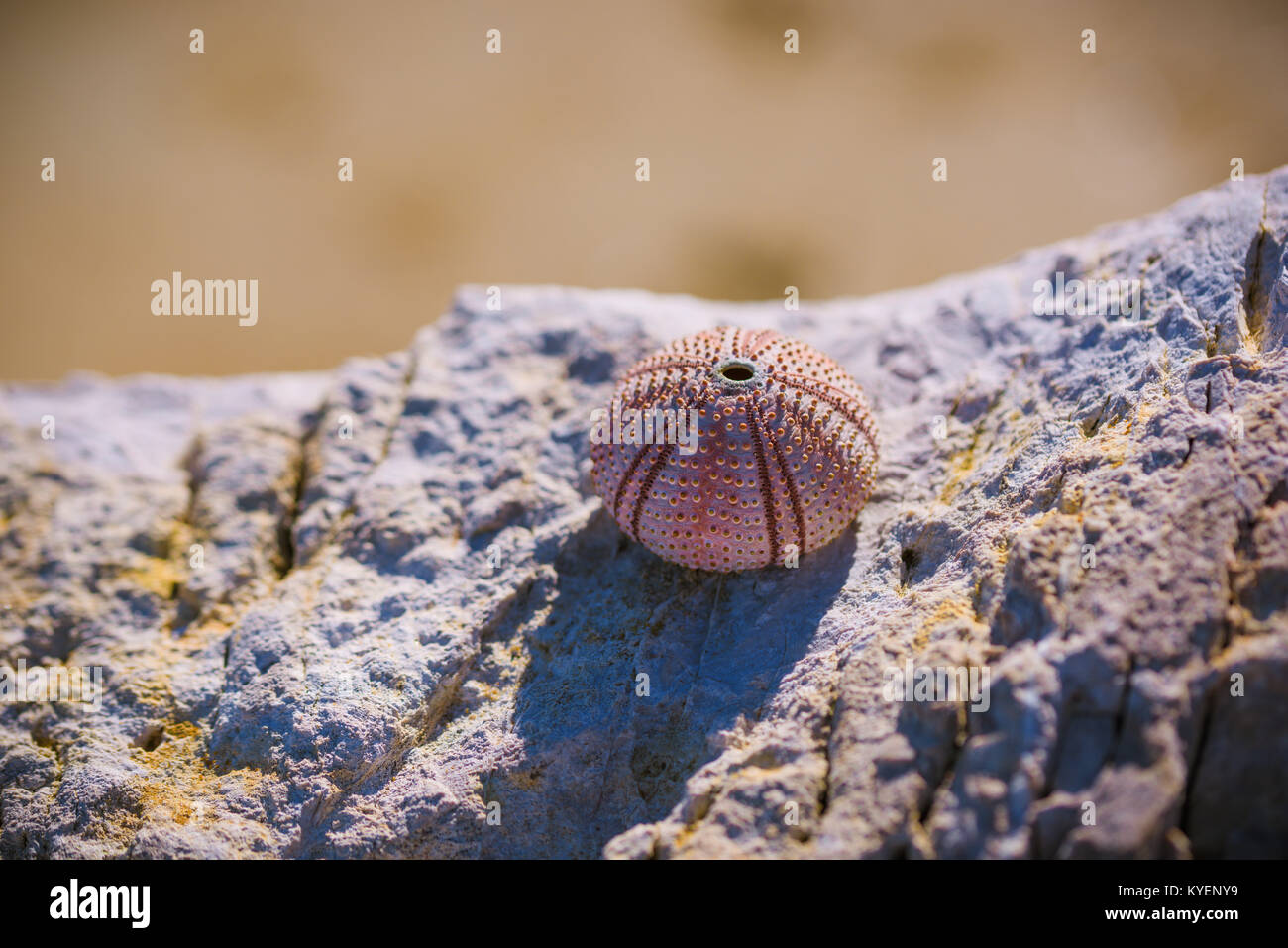 Sea Urchin shell (Echinoderm) with bead pattern, on a rock, in Gialova ...