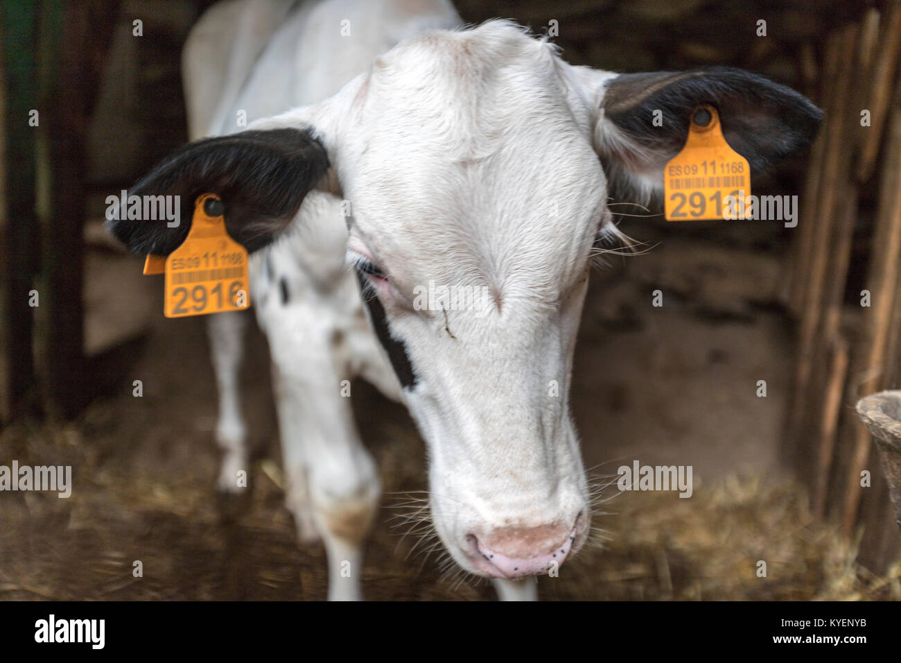 Tagged and isolated calf in a dairy cows farm in the rural village of ...