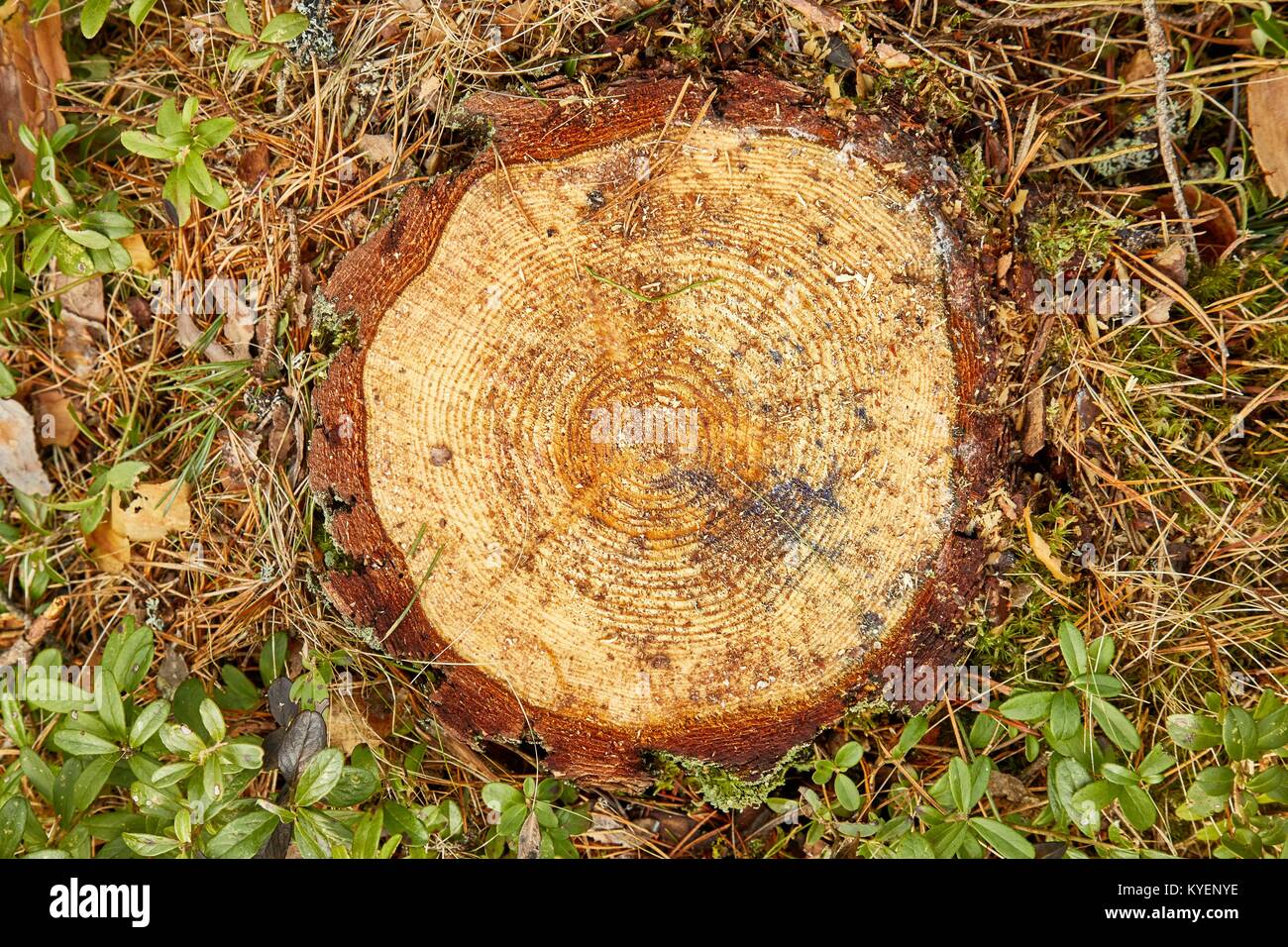 Tree trunk texture Stock Photo - Alamy