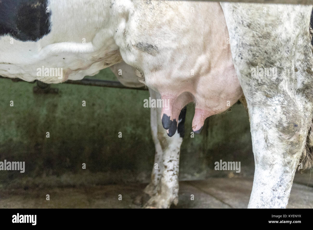 Cow udder High Resolution Stock Photography and Images - Alamy