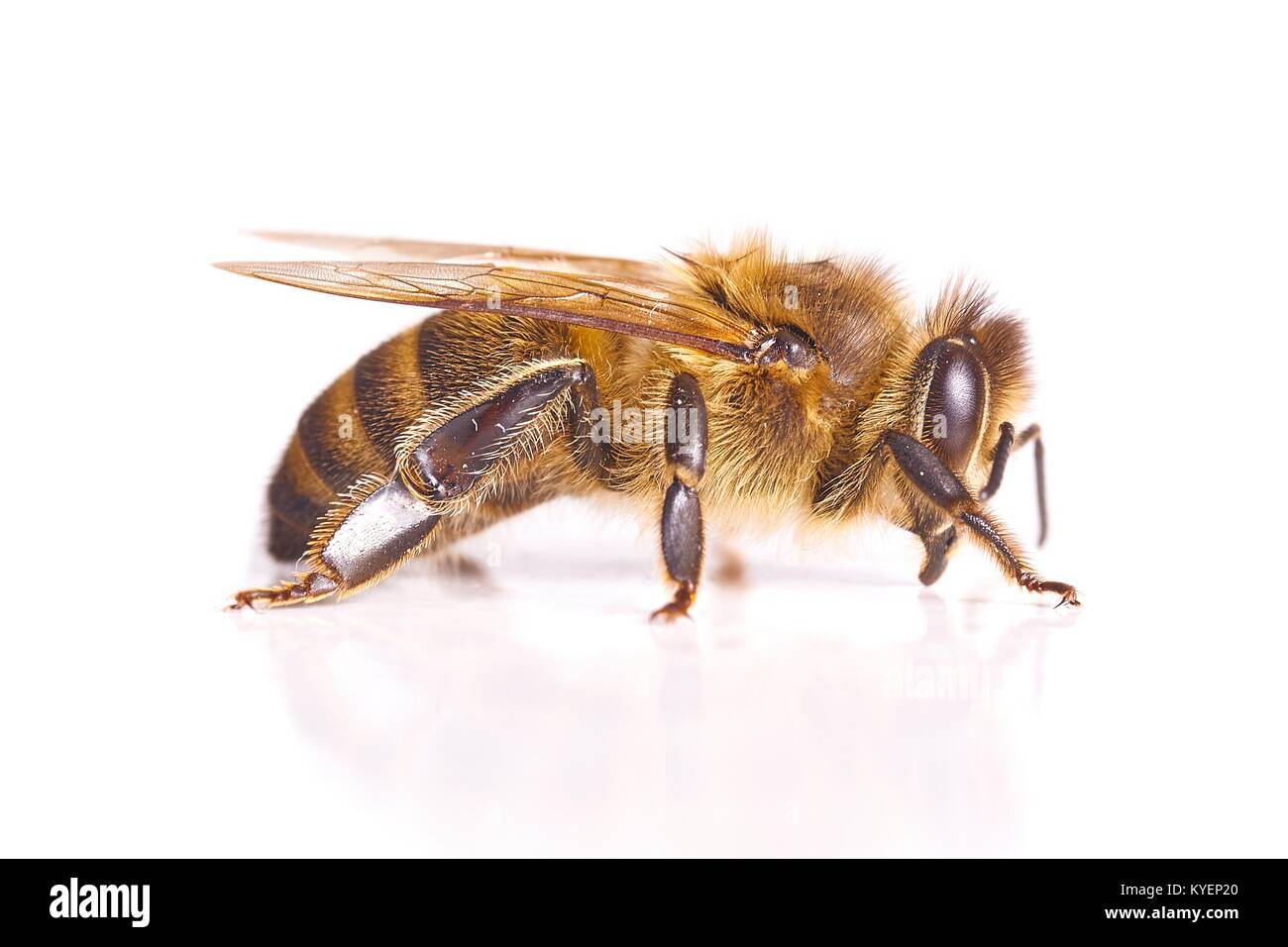 Bee on white background Stock Photo - Alamy