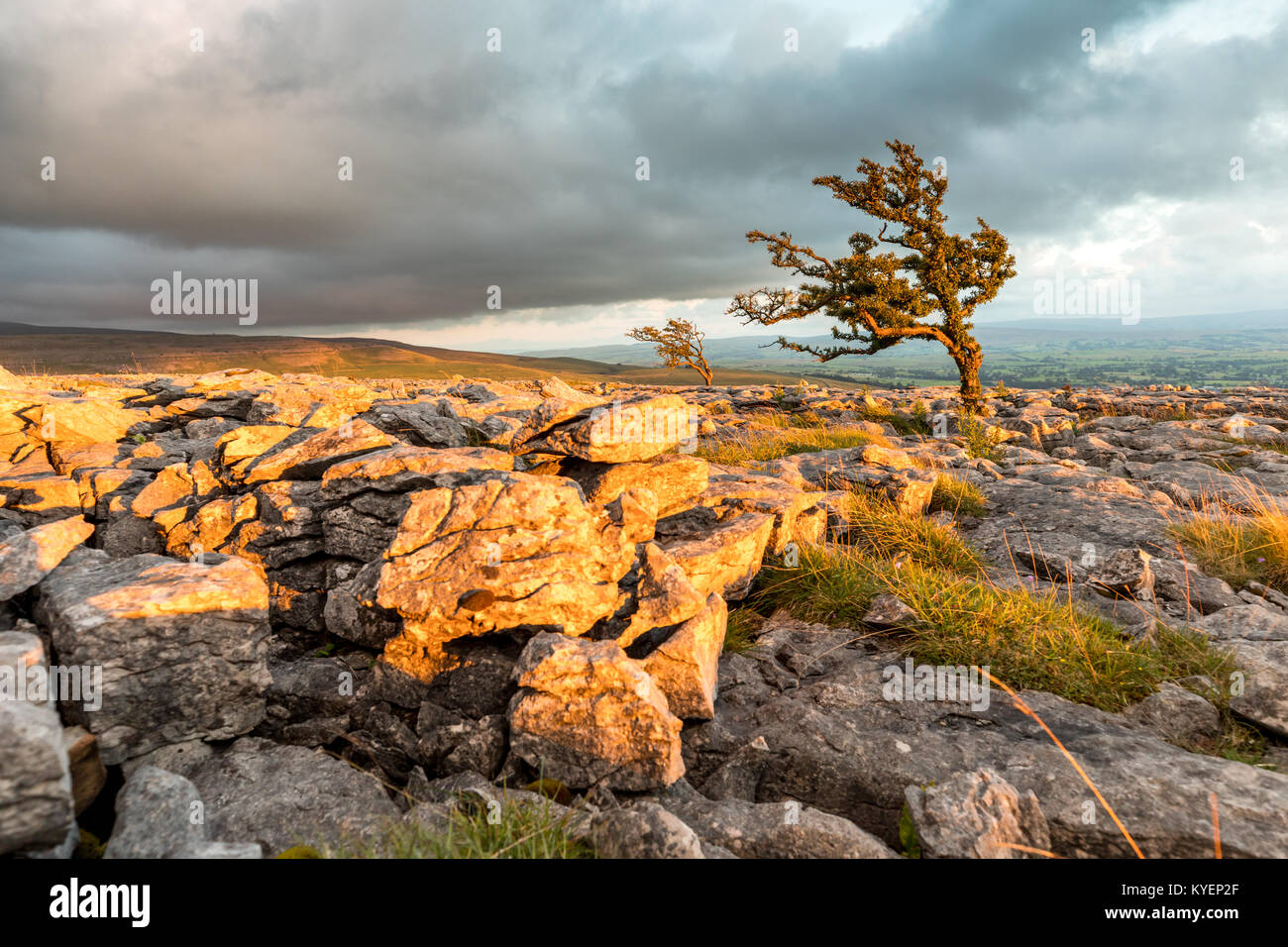 A hawthorn tree at sunset on the limestone pavement in the Yorkshire ...