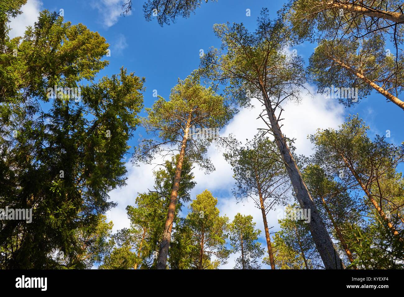 Tall pine trees Stock Photo - Alamy