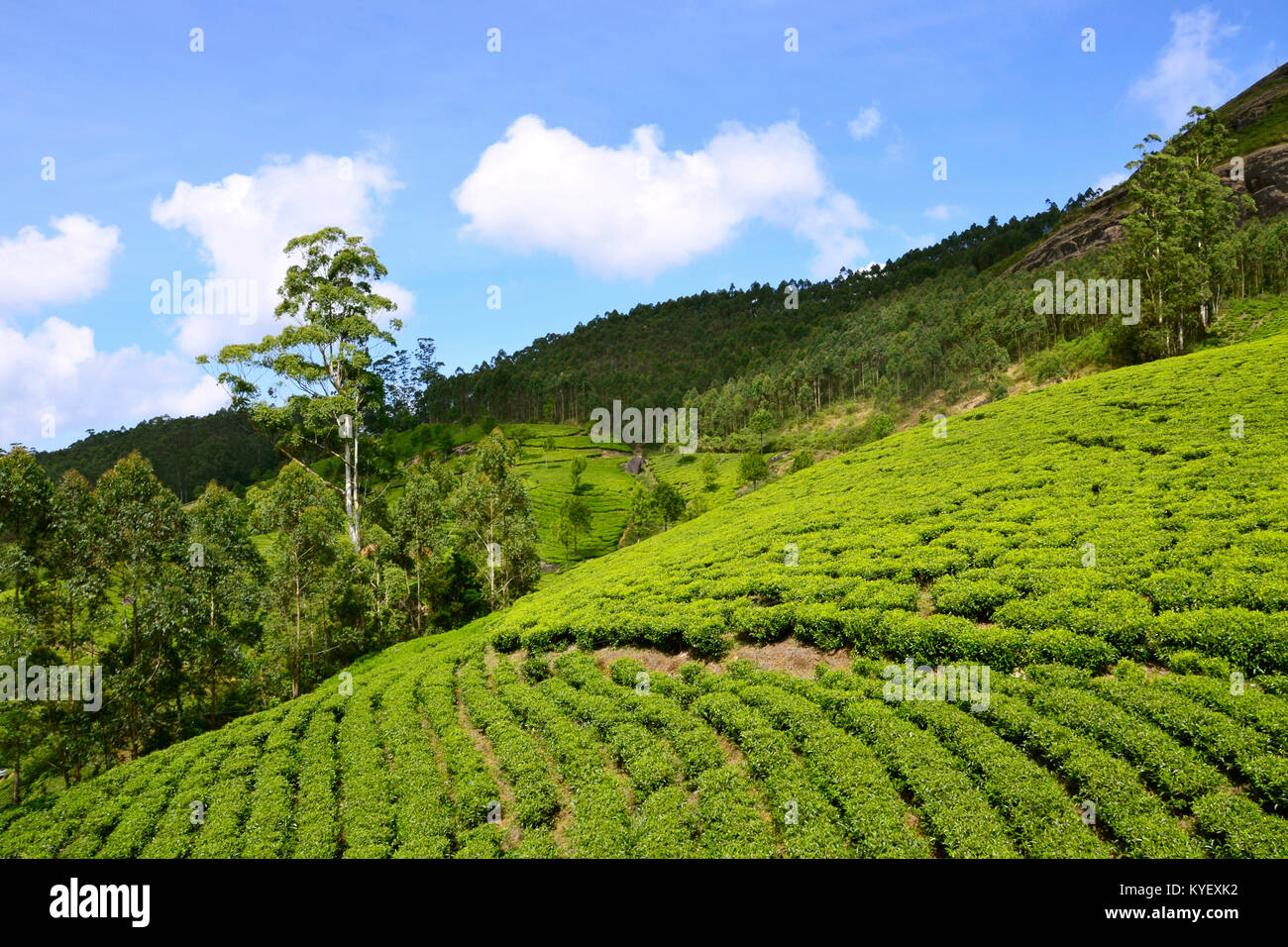 Munnarlandscape hi-res stock photography and images - Alamy