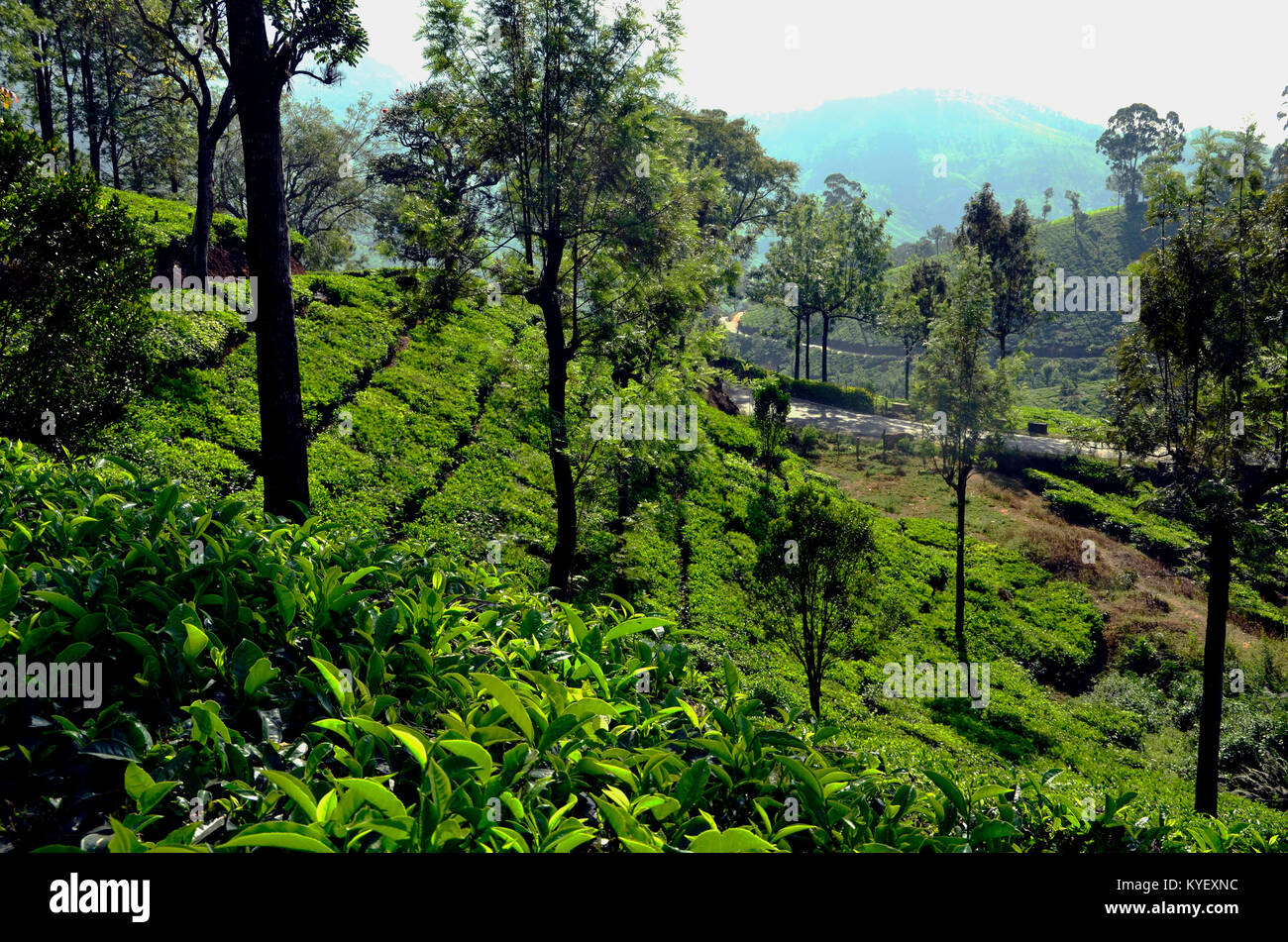 A view of Munnar's Landscape Stock Photo - Alamy