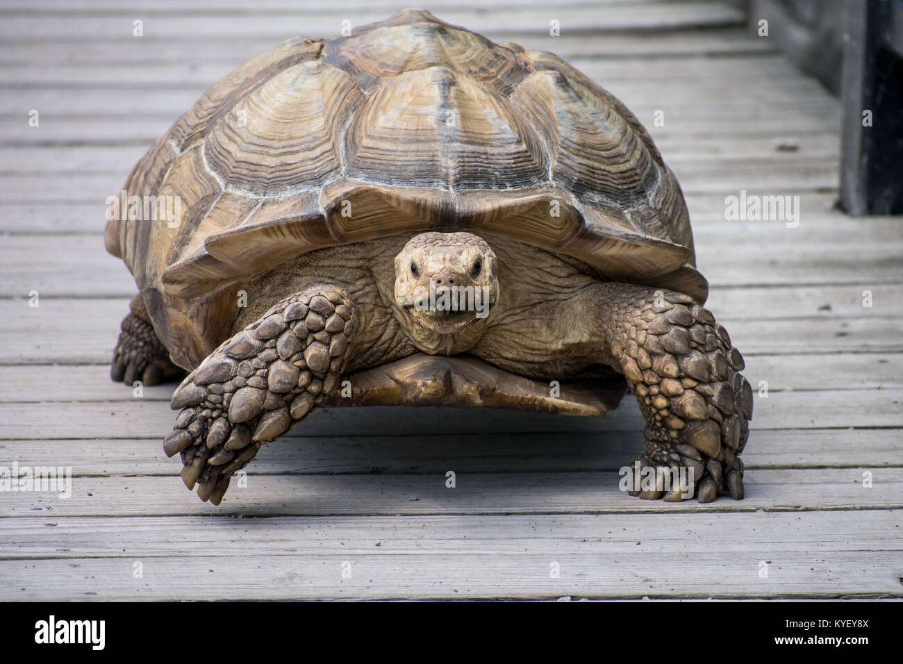 Giant Tortoise Walking Stock Photo - Alamy