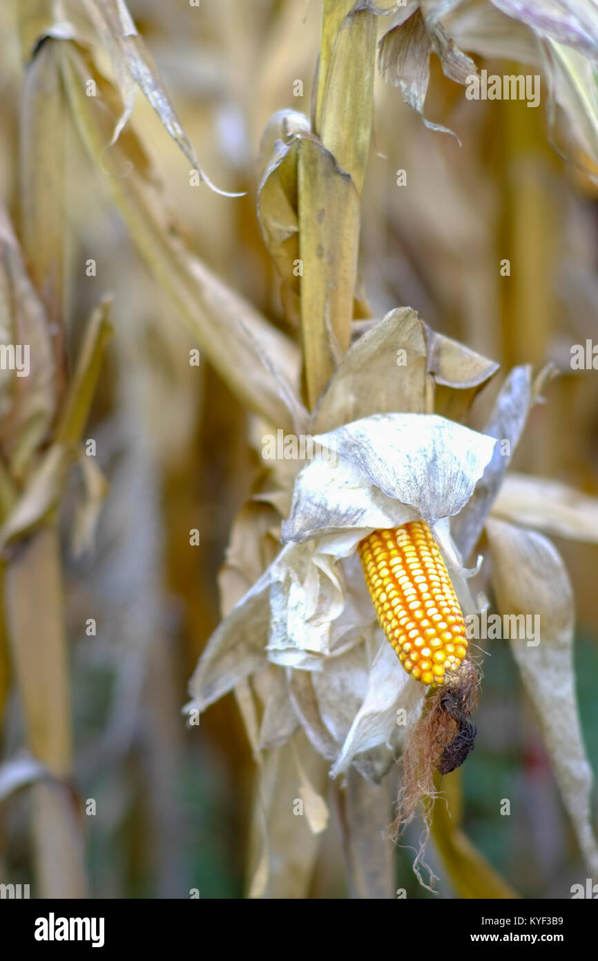 Corn field taken at mid winter on Tuscany area, Italy Stock Photo - Alamy