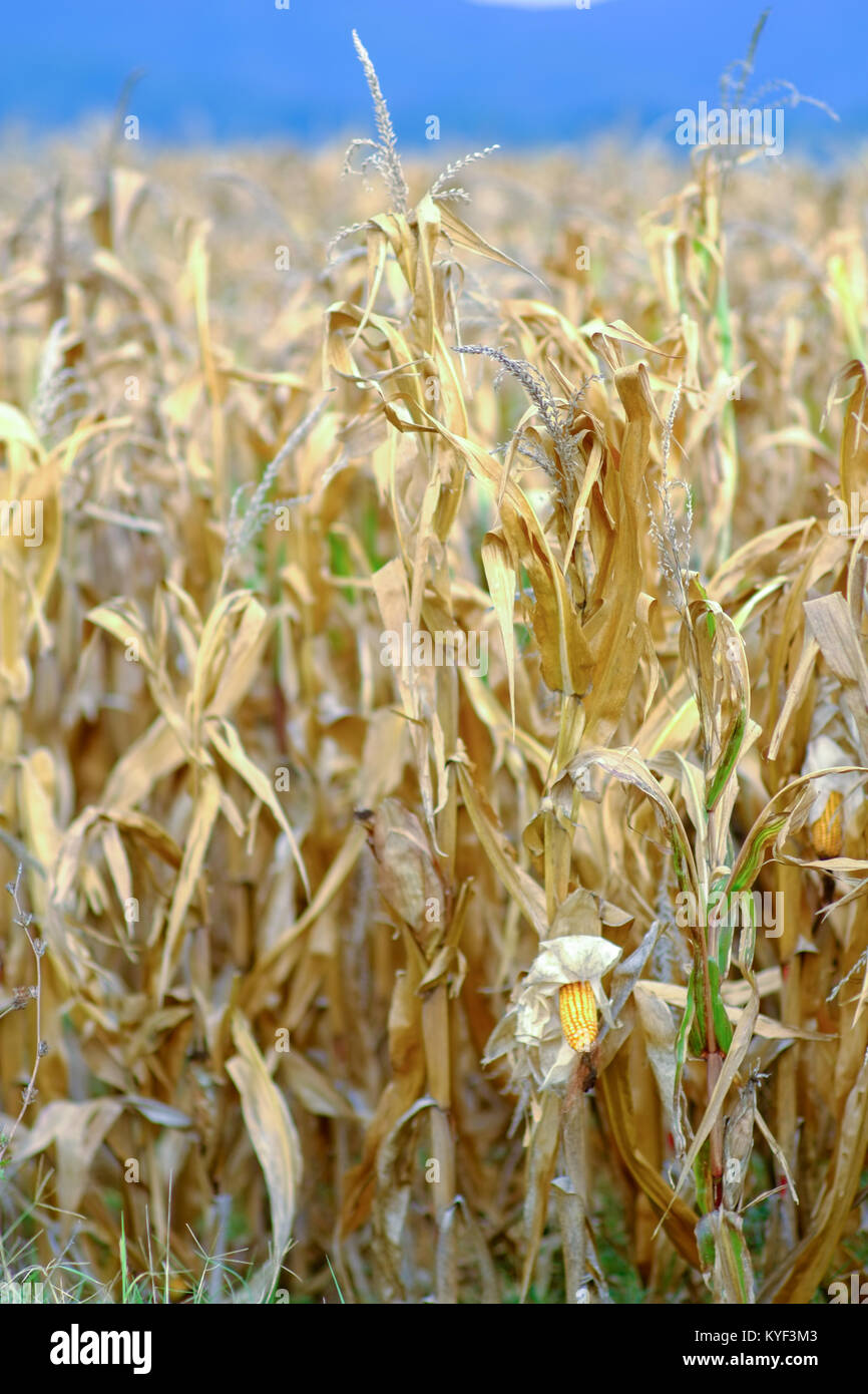 Tuscany area hi-res stock photography and images - Alamy