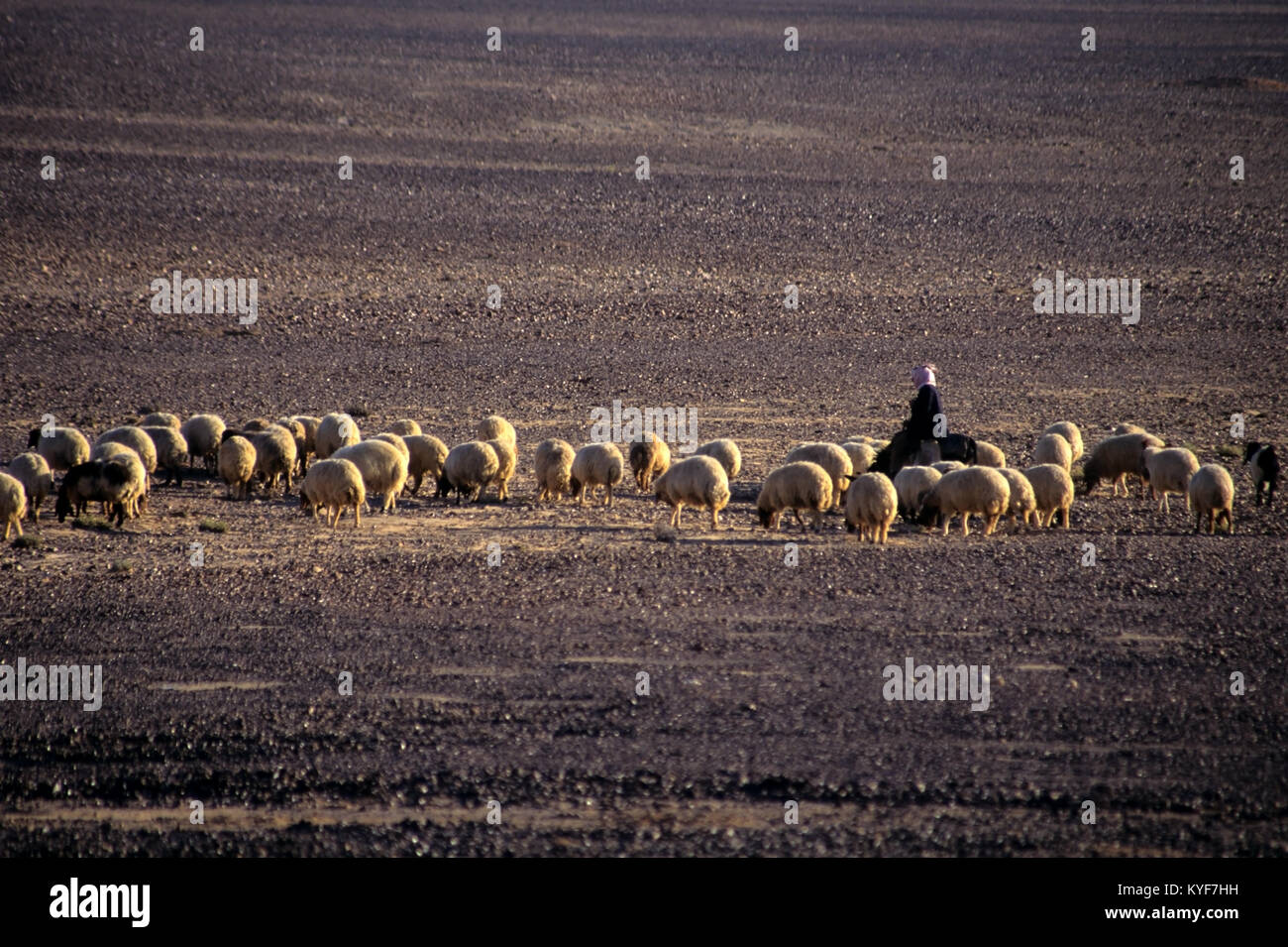 2304. Shepherd in desert, Zarqa Gov, Jordan Stock Photo - Alamy