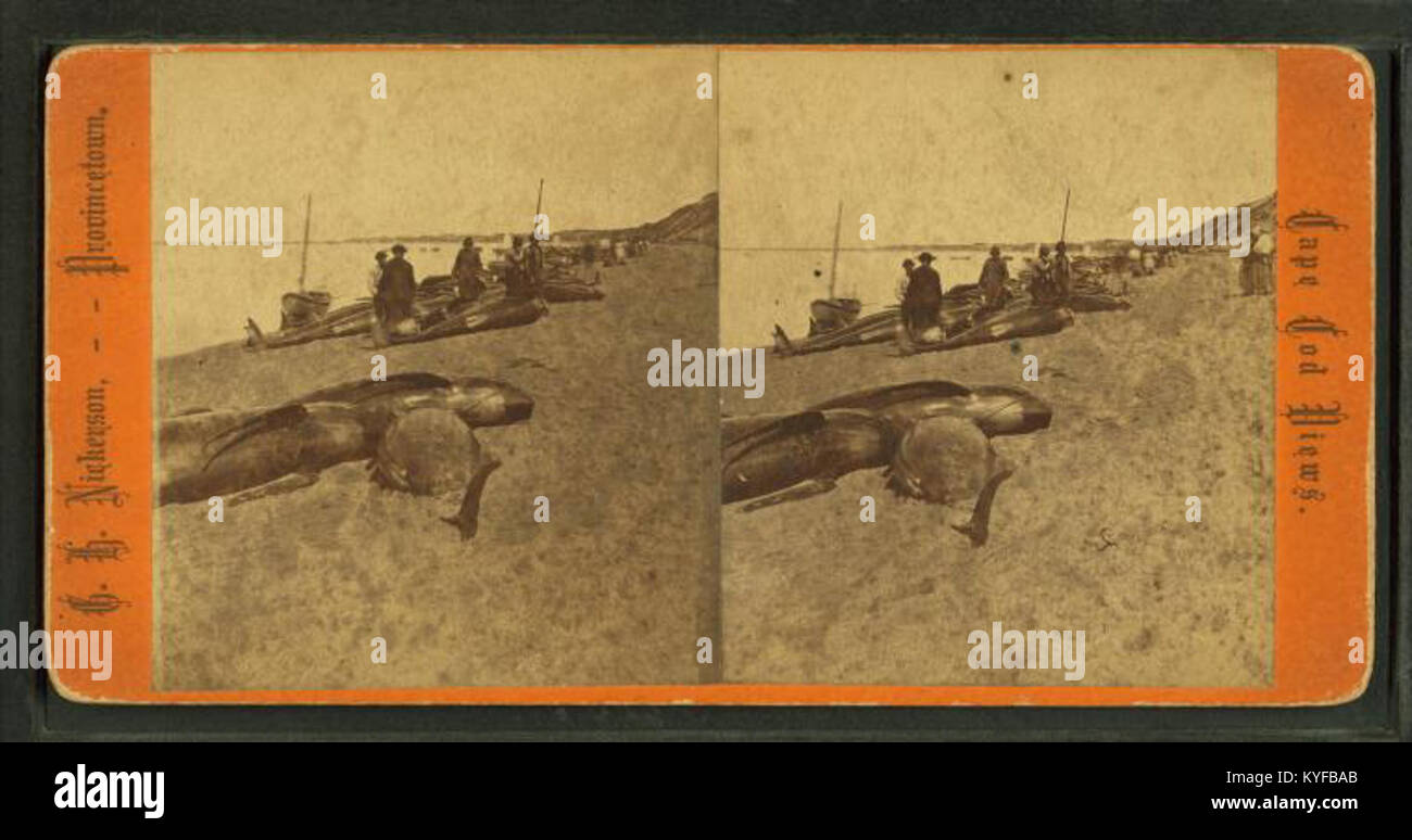 Blackfish beached hi-res stock photography and images - Alamy