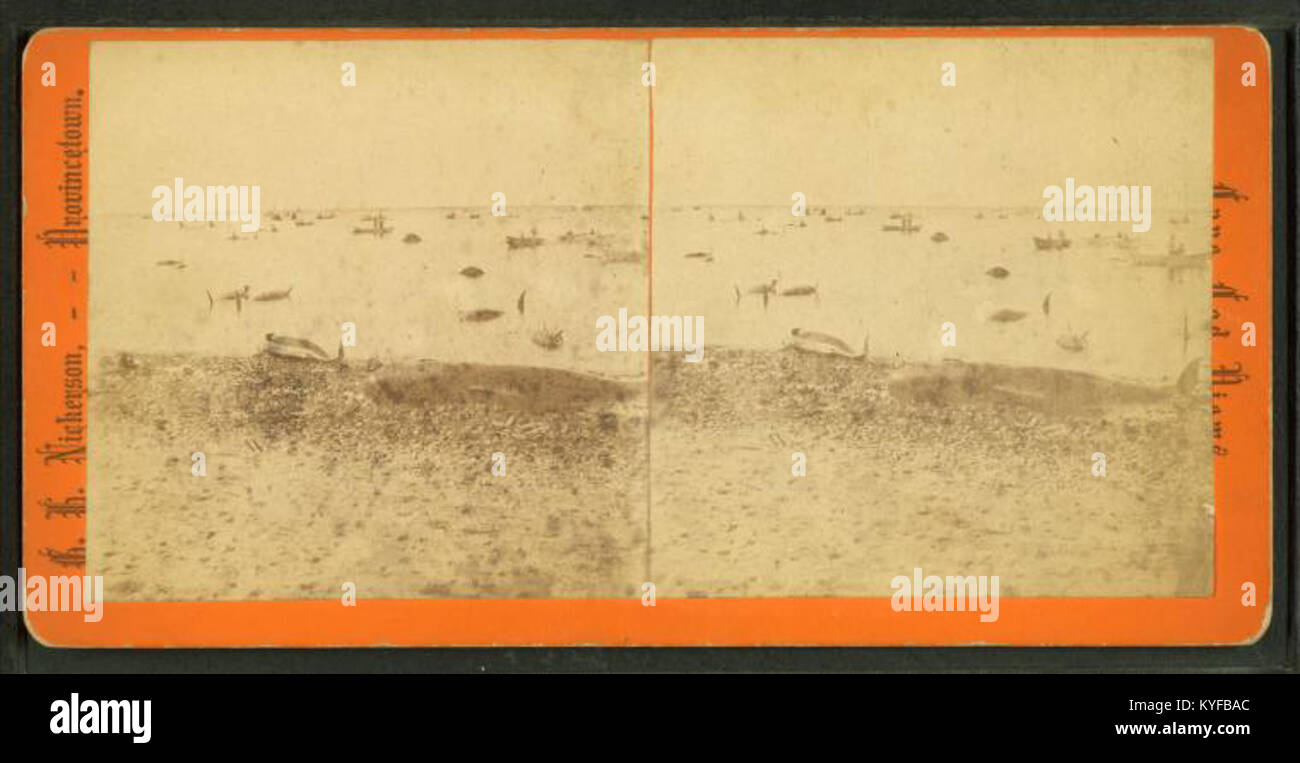 View of blackfish in the water and beached on the shore with boats ...