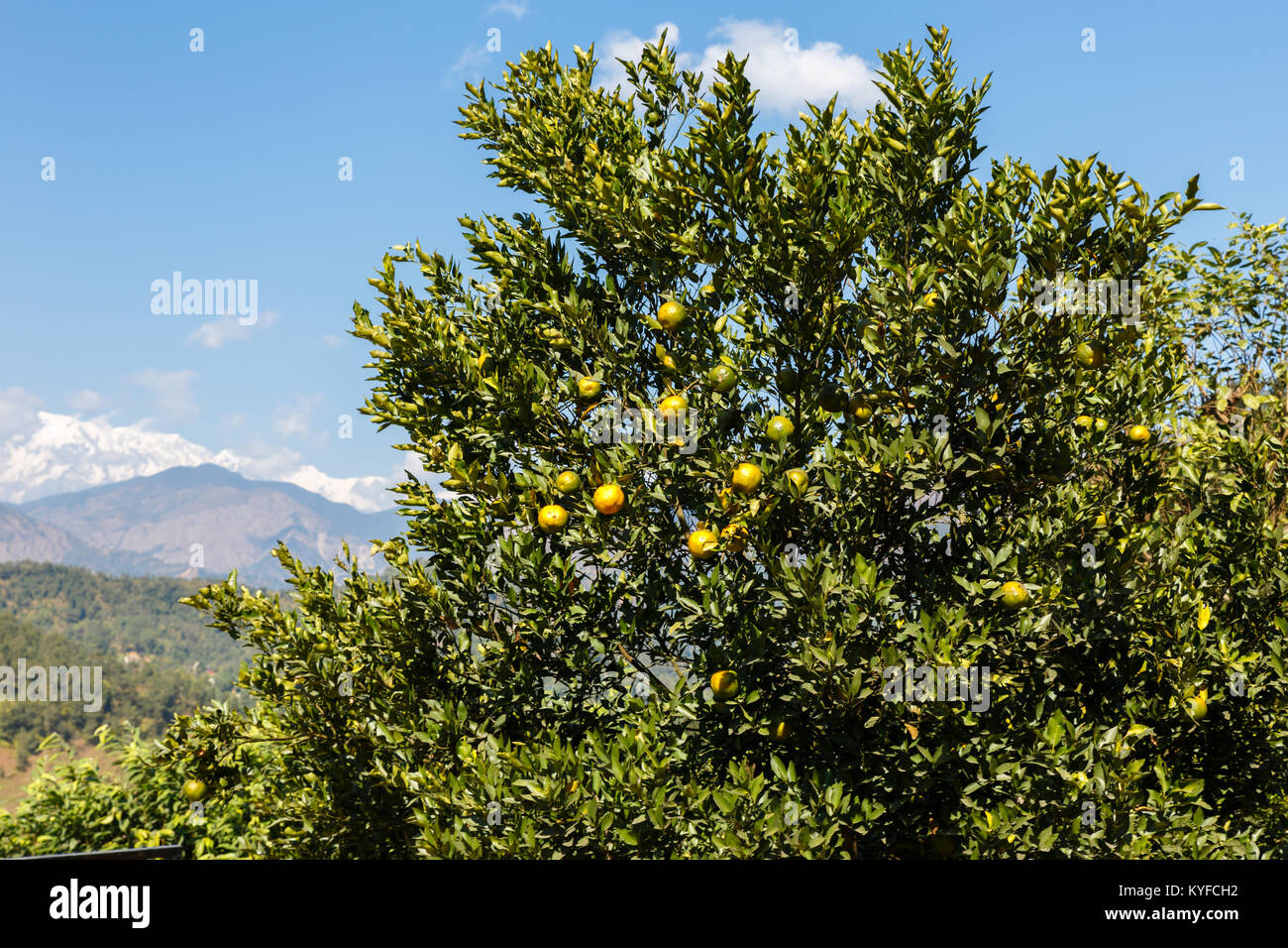 tree with tangerines on the background of mountains Stock Photo - Alamy