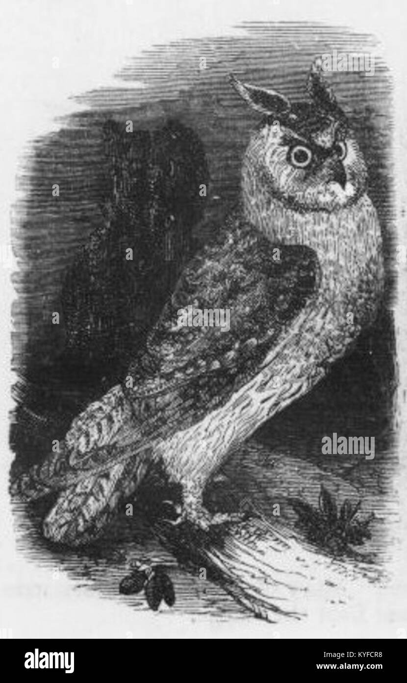 Vintage Owl Drawing (1 Stock Photo - Alamy