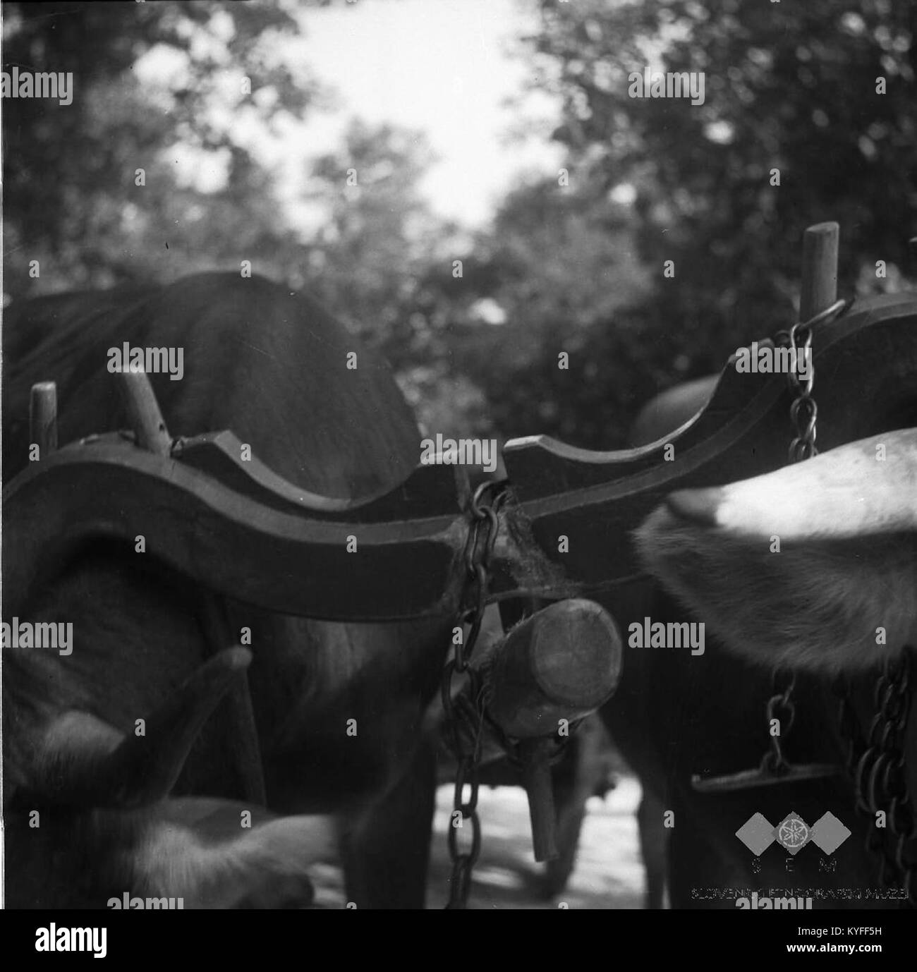 This photograph shows oxen being used to transport goods in Kaplanovo ...