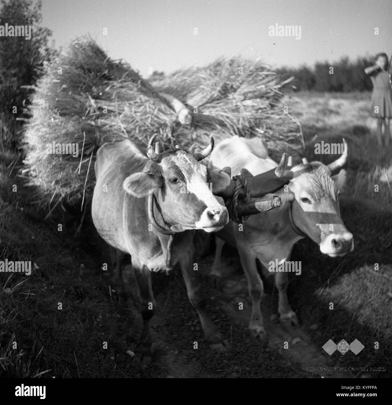 A photograph from 1955 showing a Volovska oxen team in a yoke in Velike ...
