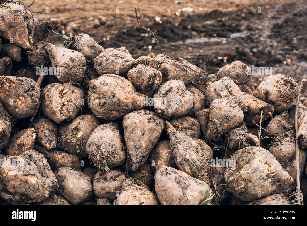 Sugar beet harvest. Pile of harvested agricultural root crop in the ...