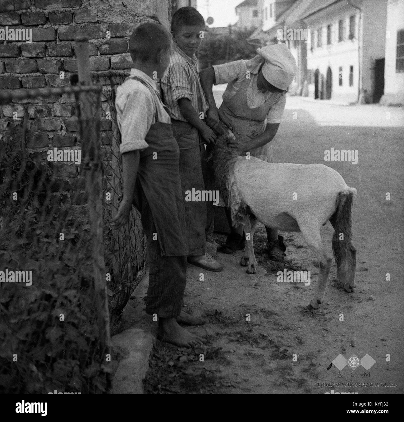 Trimming sheep hi-res stock photography and images - Alamy