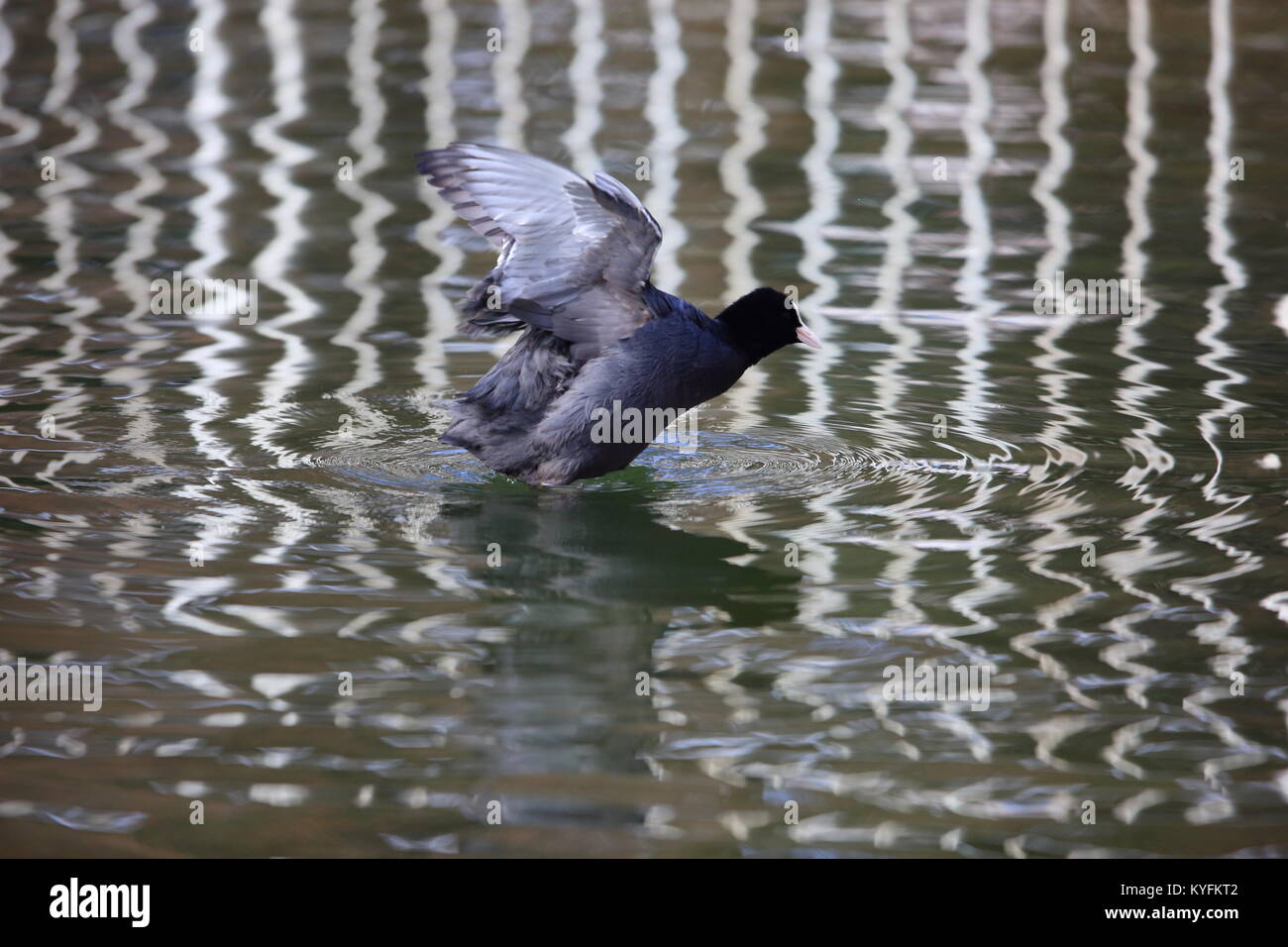 Eurasian coot (Fulica atra) in Japan Stock Photo - Alamy