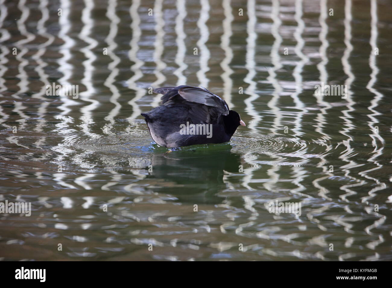 Eurasian coot (Fulica atra) in Japan Stock Photo - Alamy
