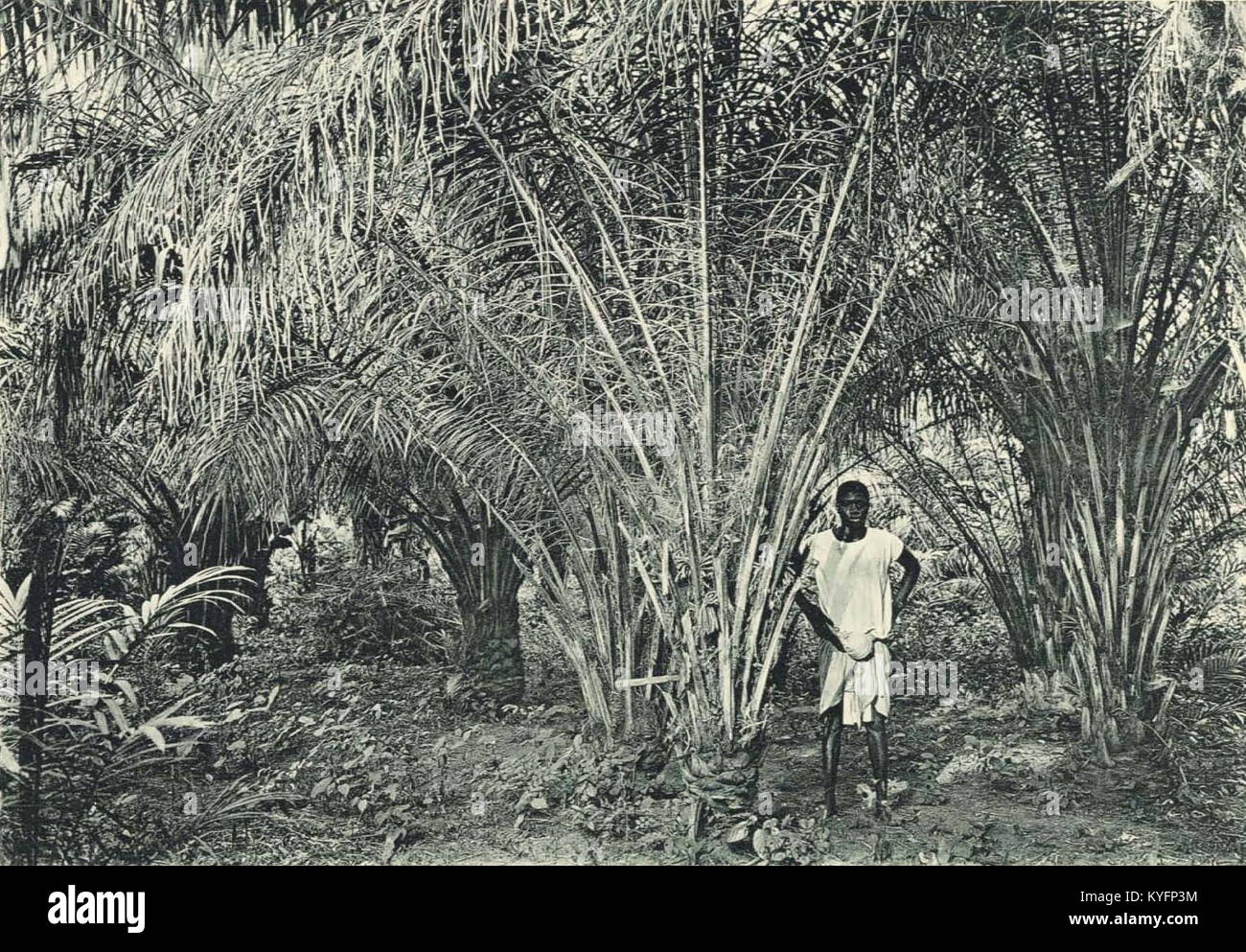 Illustration from the book 'West African Crops' by Busse, showing young ...