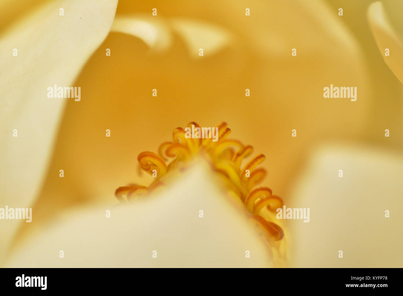 Cream stamens hi-res stock photography and images - Alamy