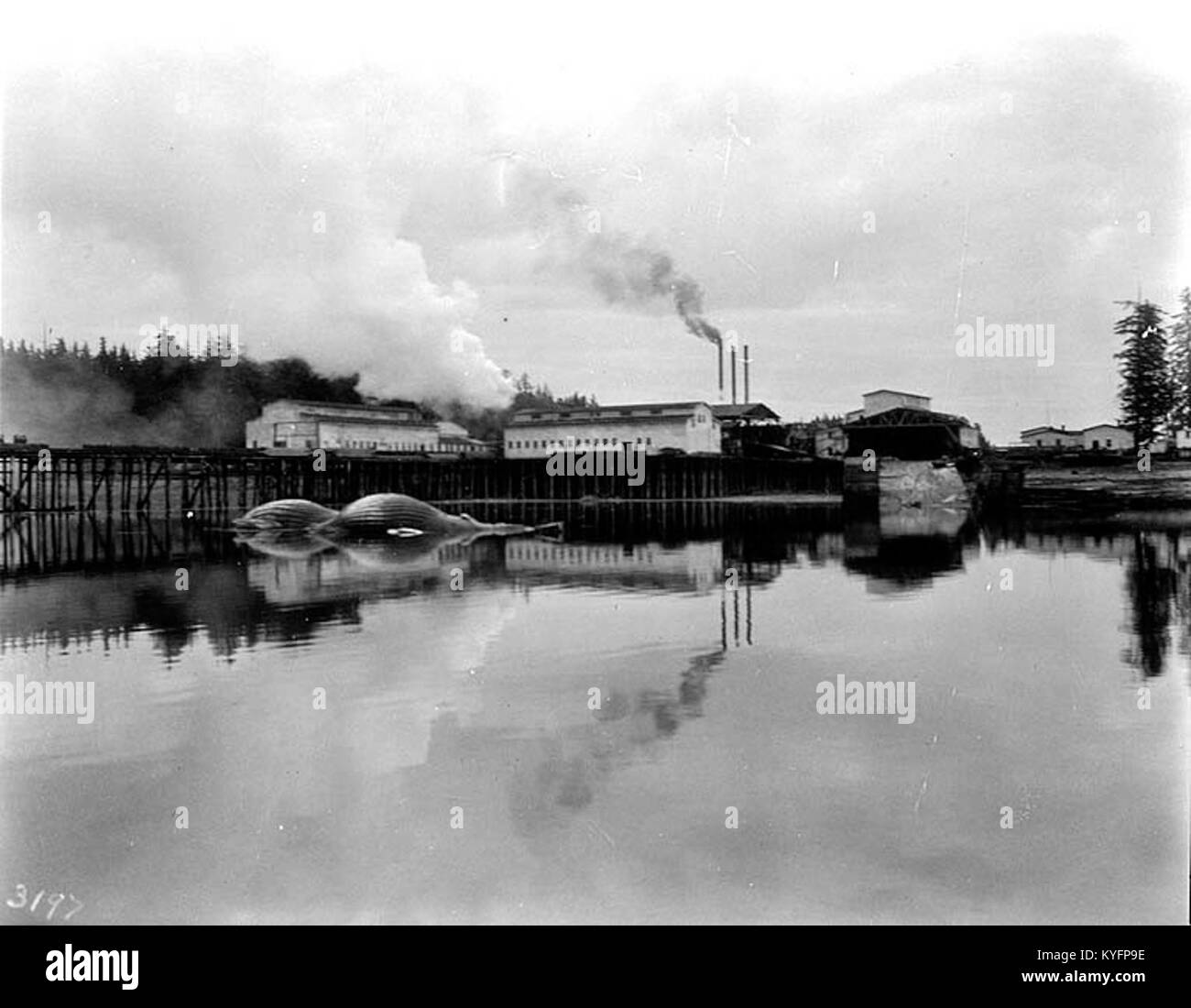 The photograph shows the Tyee Company whaling station on Admiralty ...