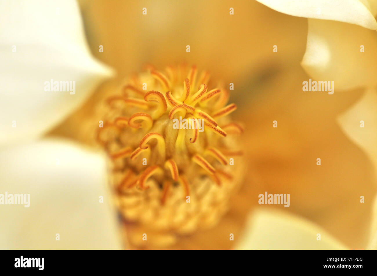 Cream white stamens hi-res stock photography and images - Alamy