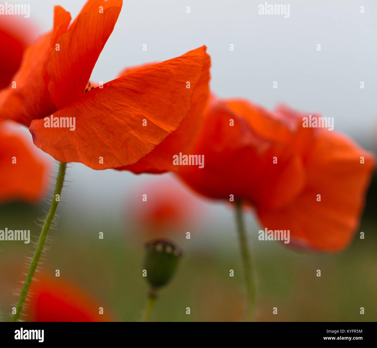 Poppy leaves hi-res stock photography and images - Alamy