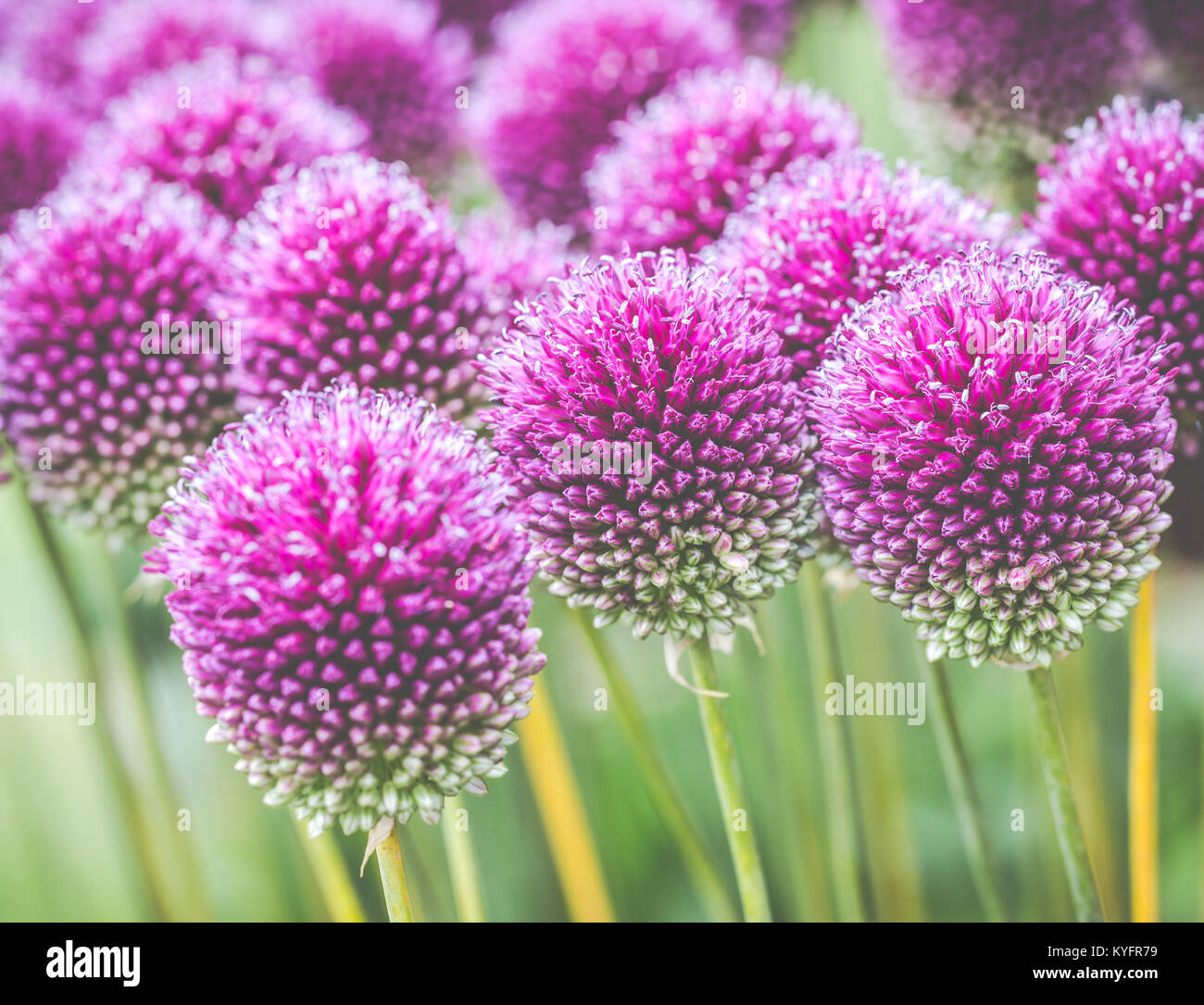 Allium seed heads hi-res stock photography and images - Alamy