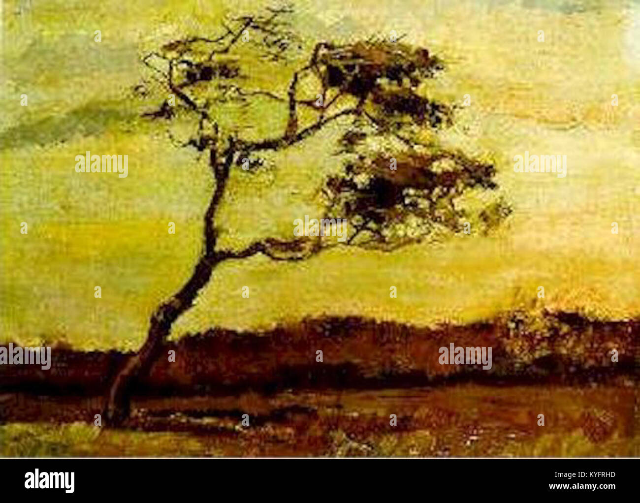 A photograph of a wind-beaten tree, capturing its rugged form as it ...