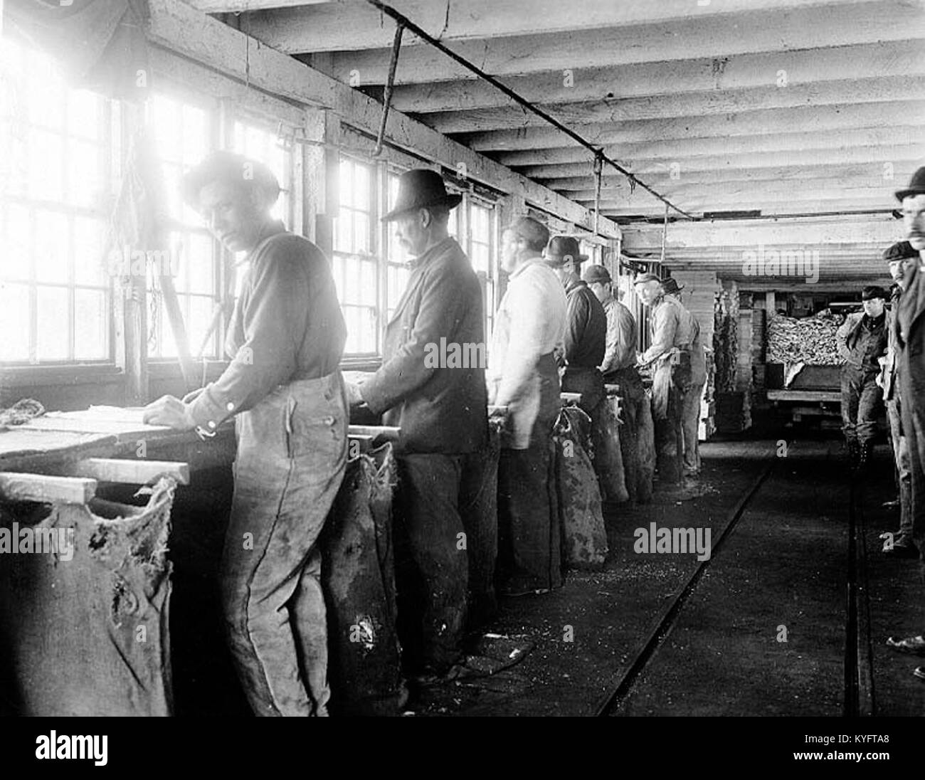 A historical photograph showing workers processing fish at an ...