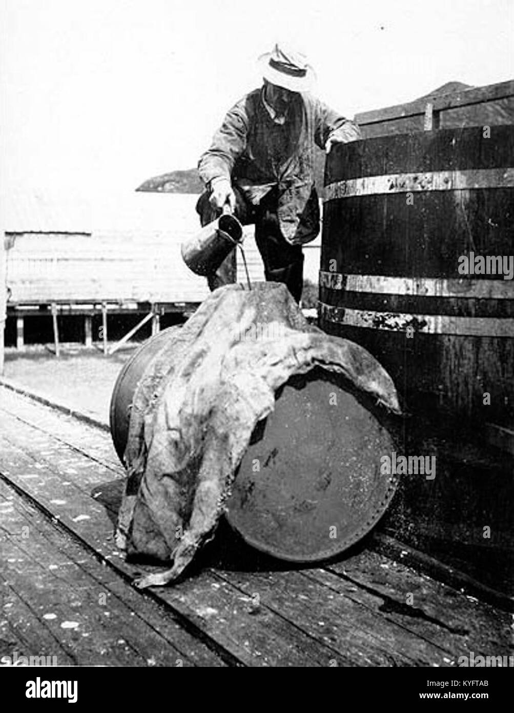 This image depicts a worker straining cod liver oil at an unidentified ...