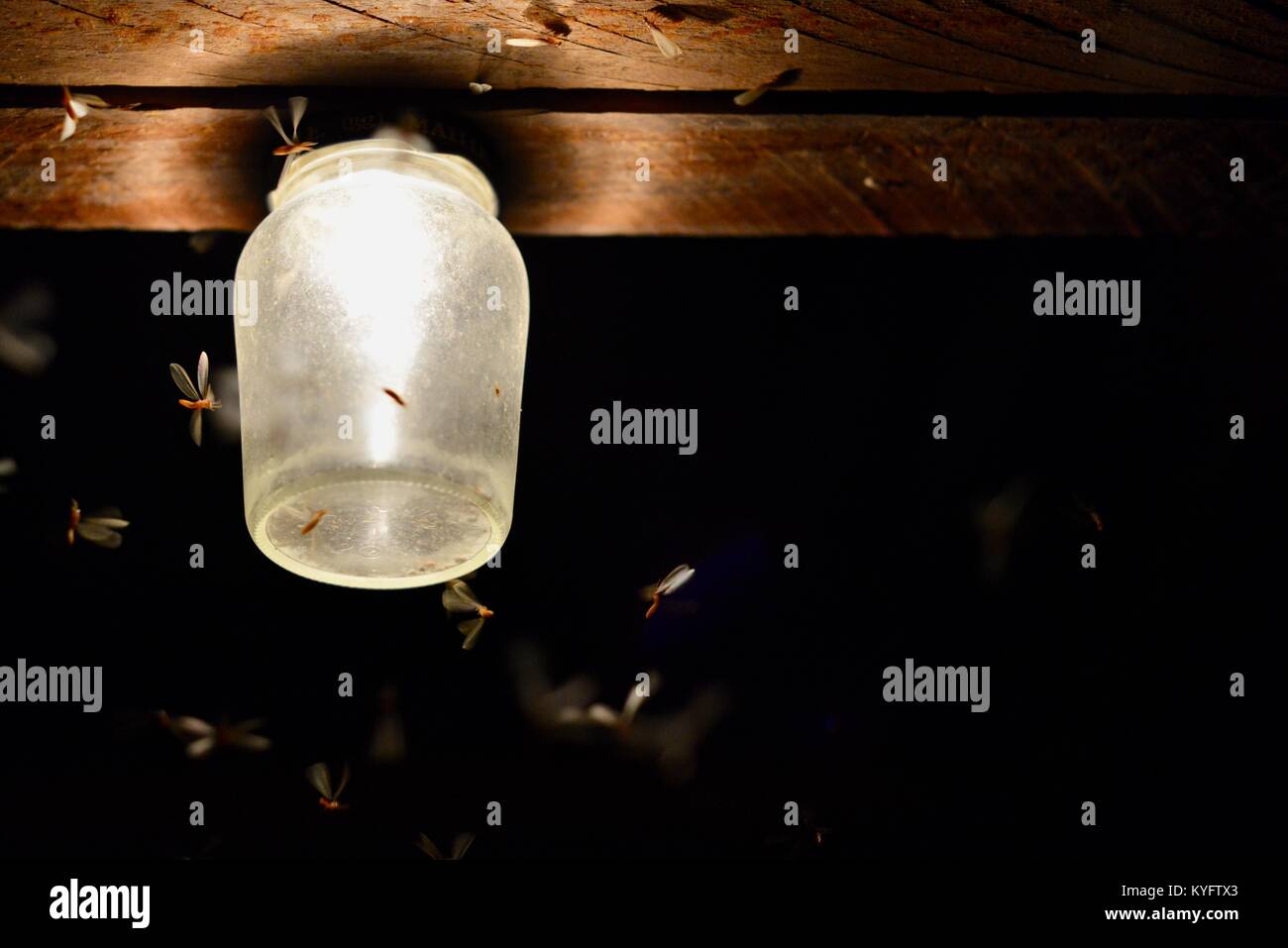 Winged termites swarm a glass jar halogen light at platypus bush camp ...