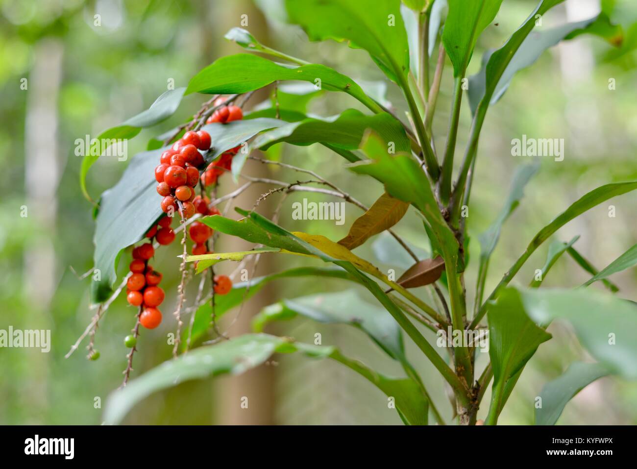 Bright red berries on what looks to be a species of ginger, Finch ...