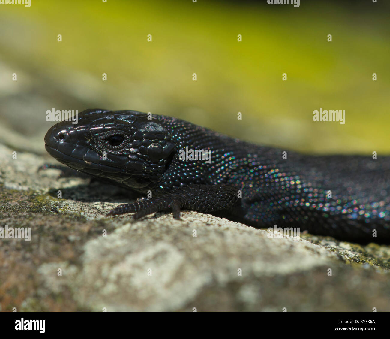 Zootoca vivipara yorkshire hi-res stock photography and images - Alamy