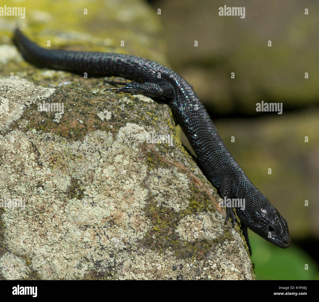Black melanistic hi-res stock photography and images - Alamy