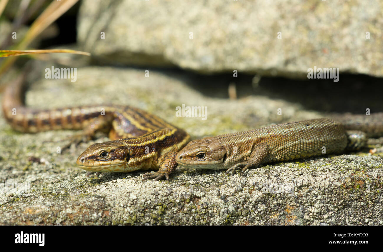 Male and Female common/viviparous lizards basking together on a stone ...