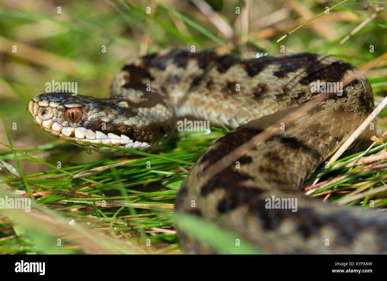Female adder vipera berus close hi-res stock photography and images - Alamy