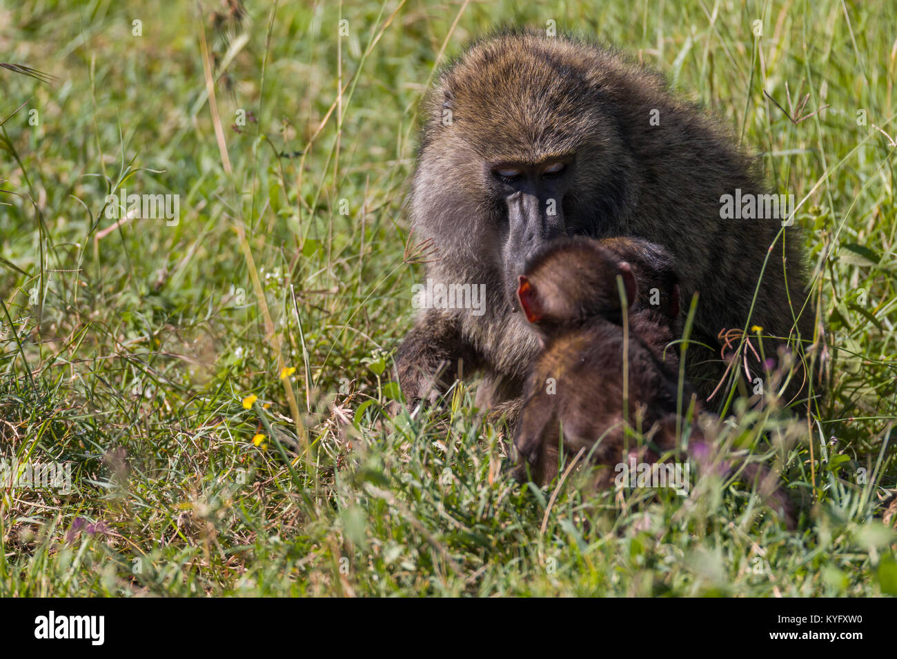 Cute baboon babies playing in grass with mother, family of mokeys ...