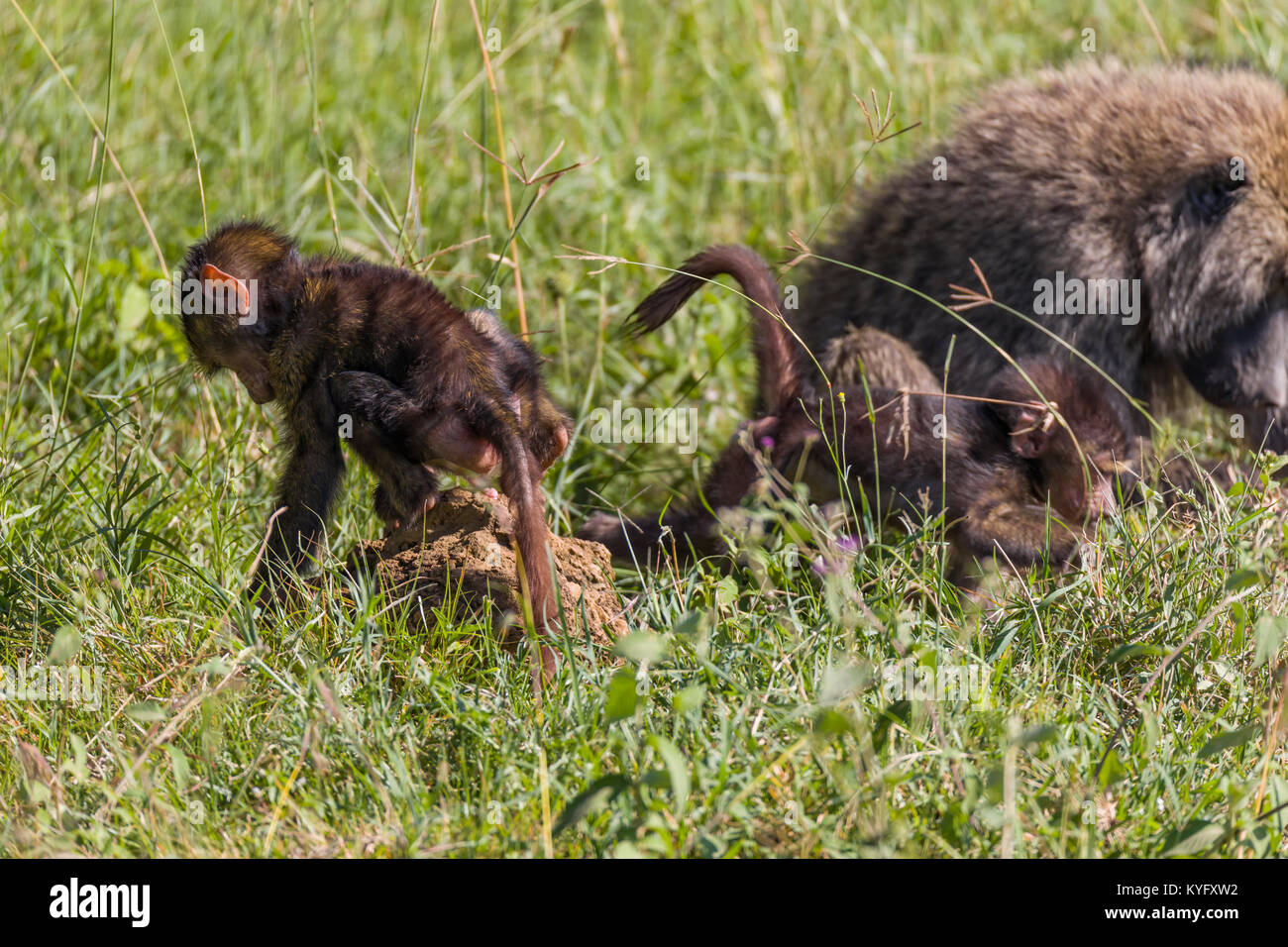 Cute baboon babies playing in grass, family of mokeys, October 2017 ...